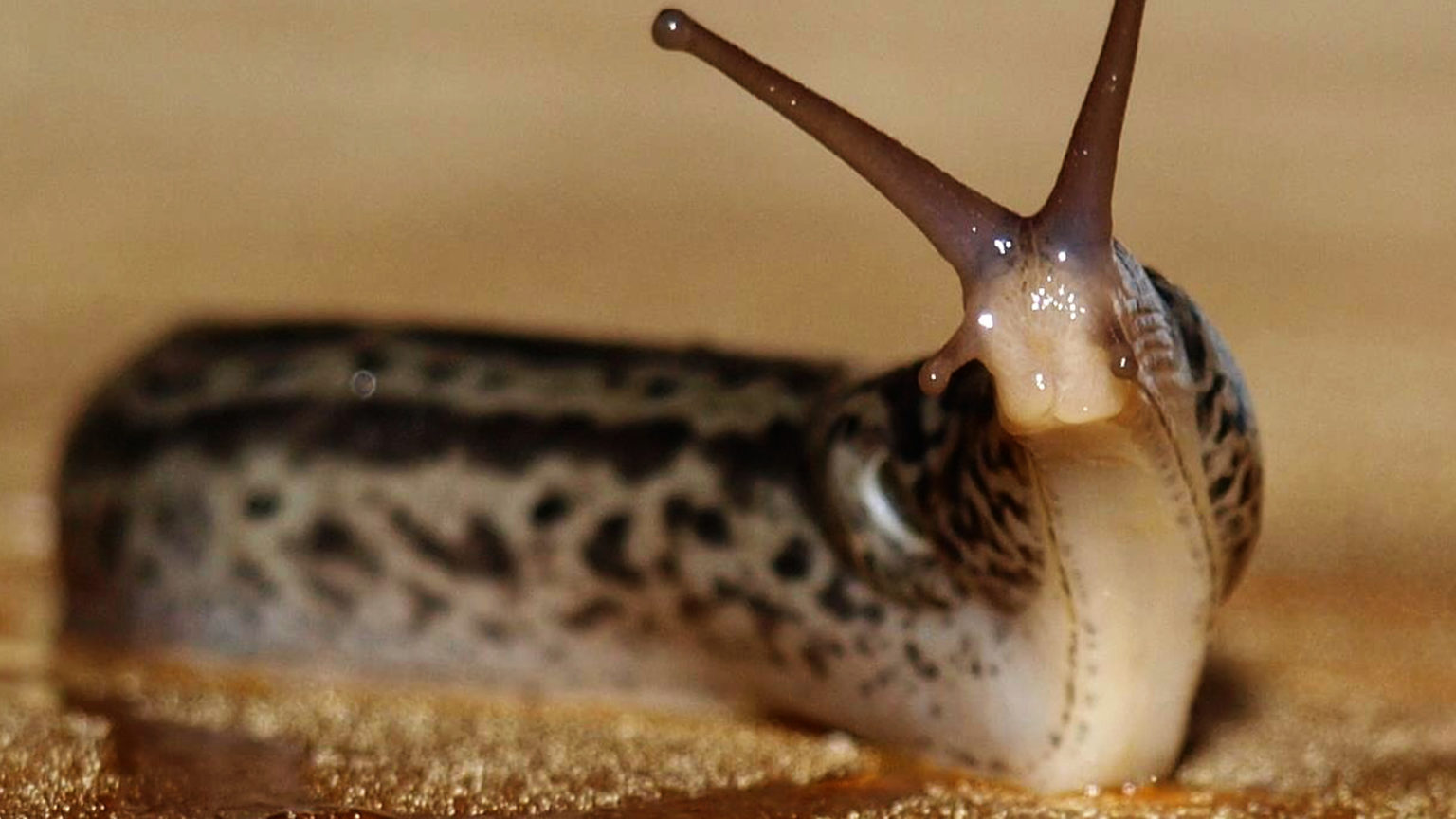 Half of Luxembourg population turn into slugs